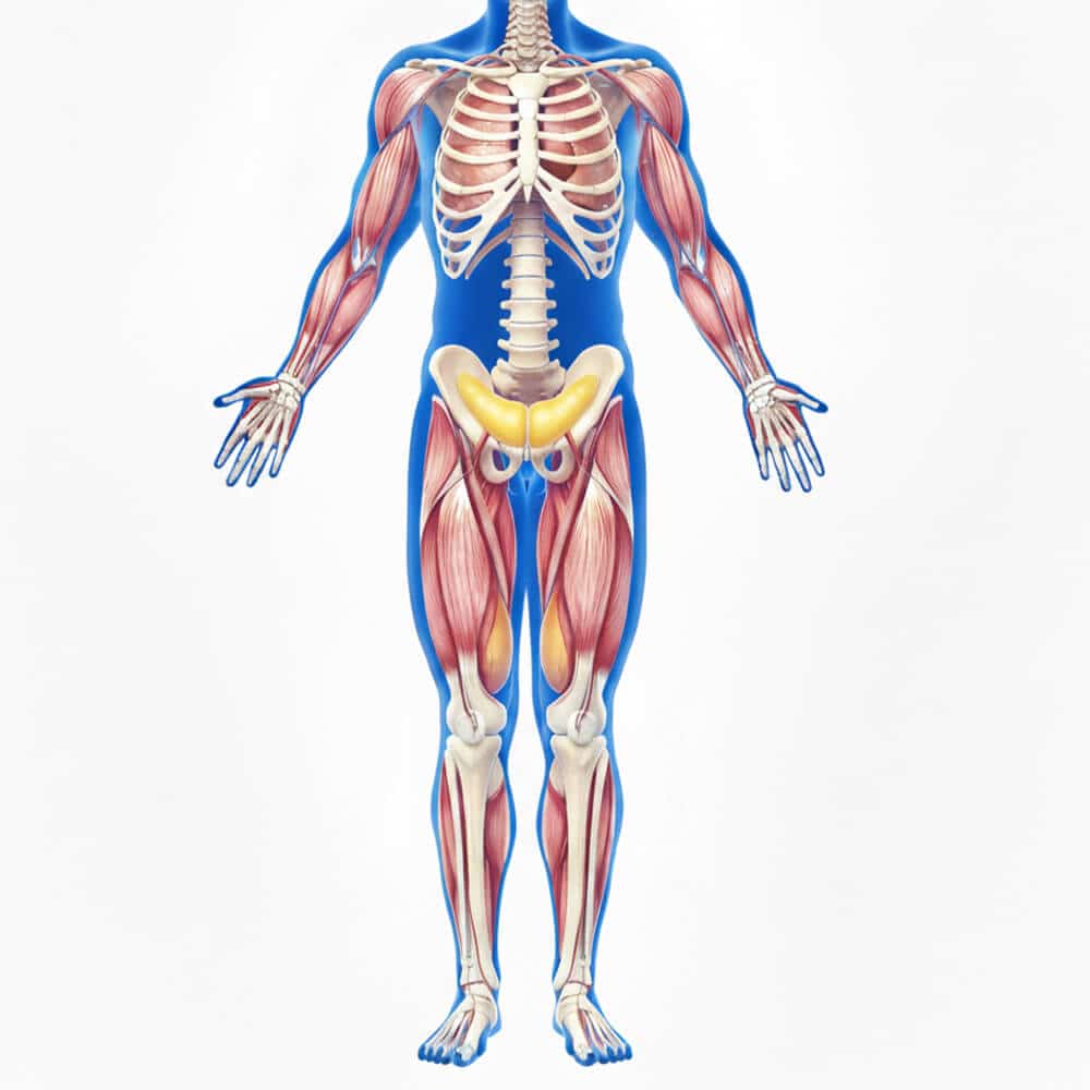 DEXA Scan - Whole Body Mri